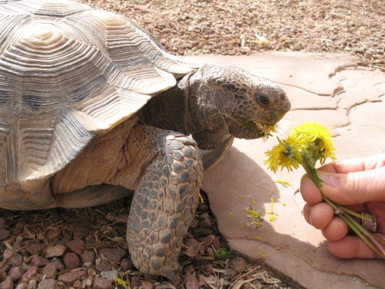 Tortoise Group | GiveMN