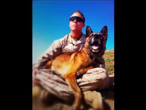 K9 Hero Portrait Project | Mightycause