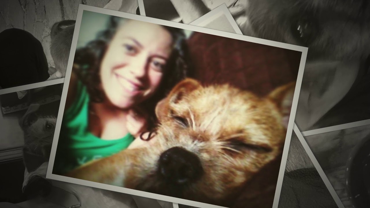 Help The DAWG Project save dogs like Rocky! | Mightycause