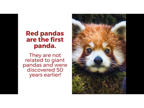 red panda size